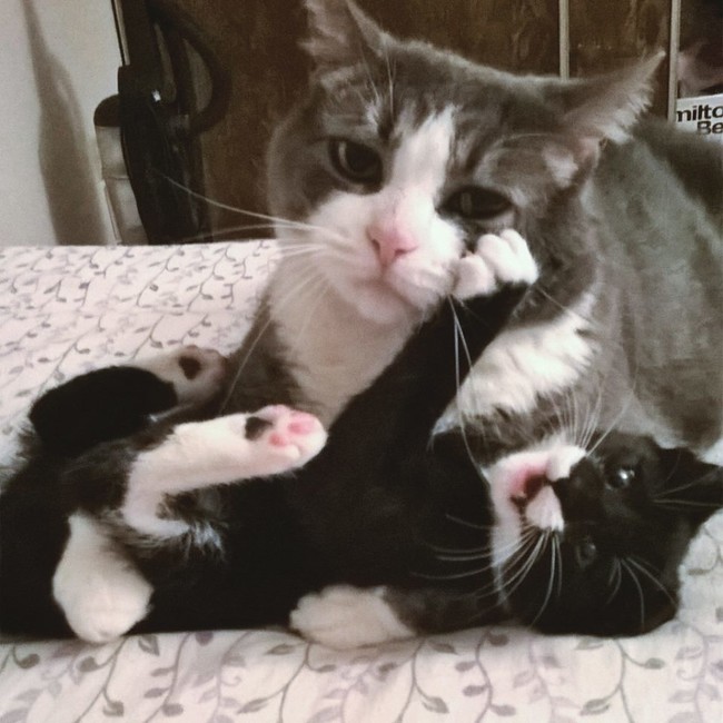 21 Animals Who Have Seriously Had It Up To *HERE* With Your Shenanigans ...