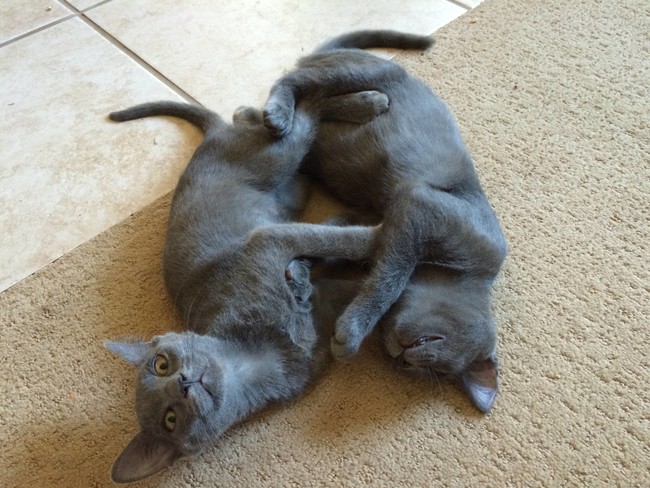 21 Animals Who Have Seriously Had It Up To *HERE* With Your Shenanigans ...