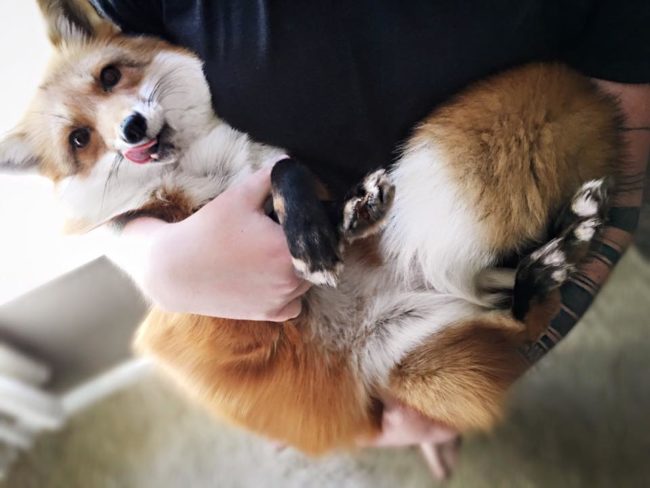 This Tame Pet Fox Is About To Become Your New Favorite Animal – ViralNova
