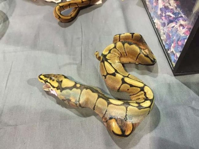 13 Snake Photos That Will Totally Freak You Out — Never Turn Your Back ...