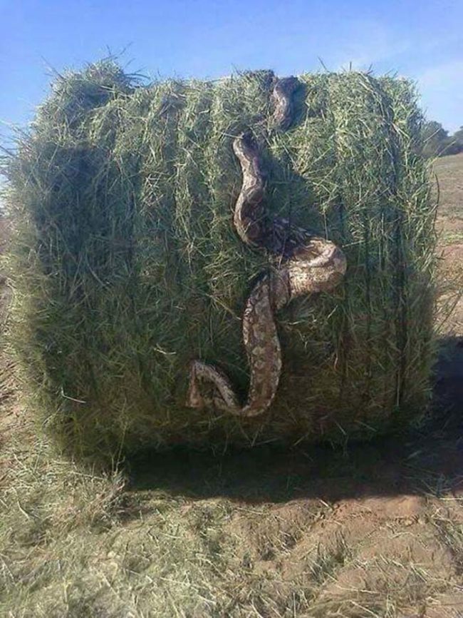13 Snake Photos That Will Totally Freak You Out — Never Turn Your Back ...