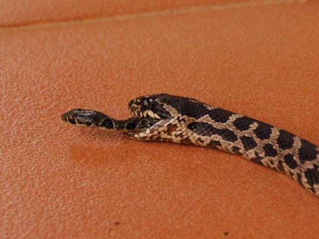 13 Snake Photos That Will Totally Freak You Out — Never Turn Your Back ...