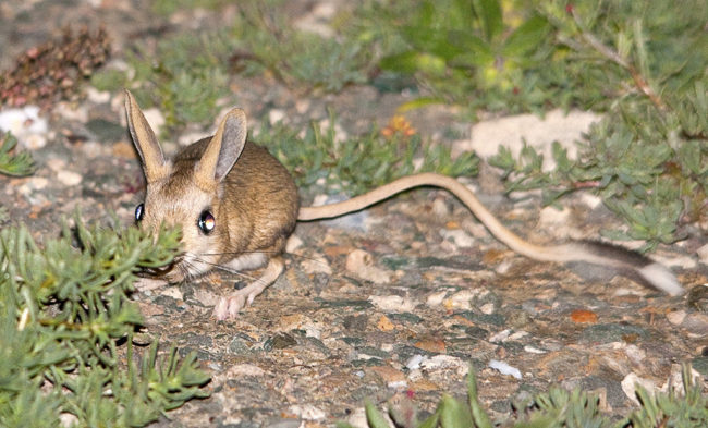 16 Adorable Pygmy Species That Are Too Cute To Exist – ViralNova
