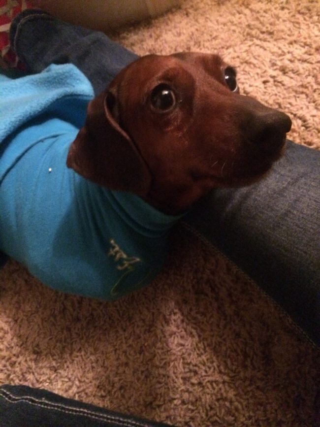 30 Adorably Dumb Dogs That Will Make You Laugh Way Too Hard – ViralNova