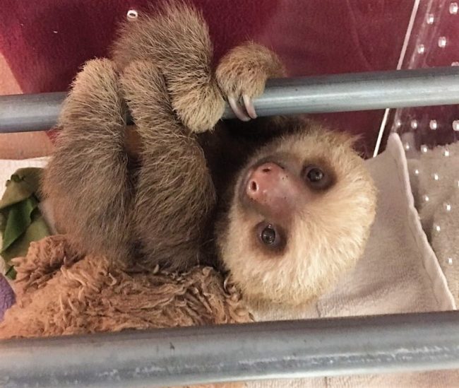 You Haven’t Lived Until You’ve Heard Baby Sloths Having A Conversation ...