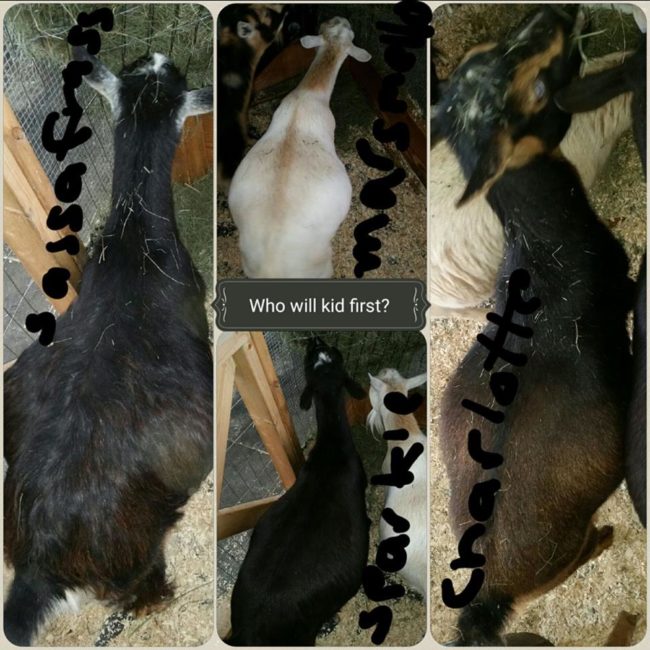 What Happens When A Farm Full Of Goats Fills Up Even More With Babies ...