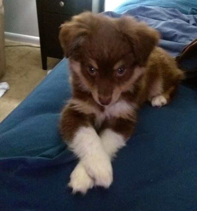 20 Sassy Puppies Who Are Really Feelin’ Themselves On National Puppy ...