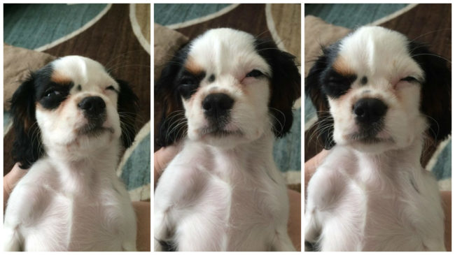 20 Sassy Puppies Who Are Really Feelin’ Themselves On National Puppy ...