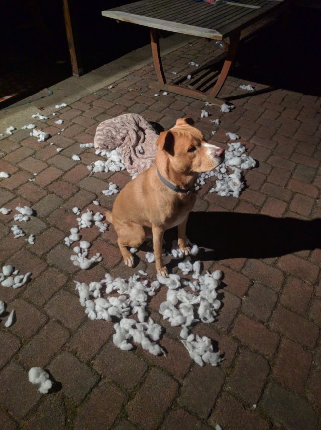 20 Misbehaving Animals That Have Absolutely No Idea What You’re Talking ...