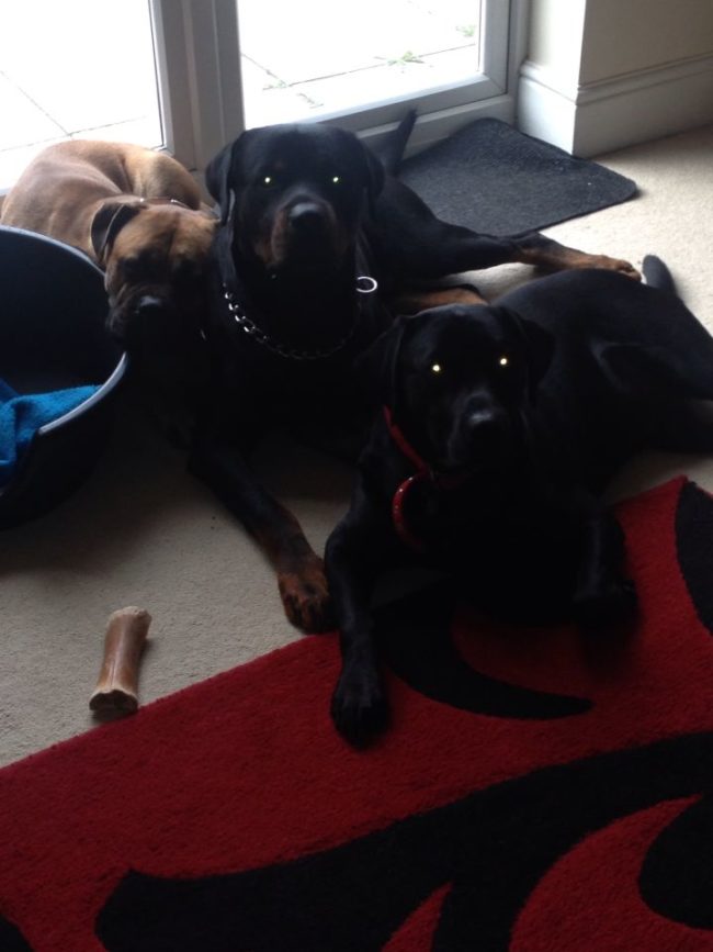 20 Misbehaving Animals That Have Absolutely No Idea What You’re Talking ...