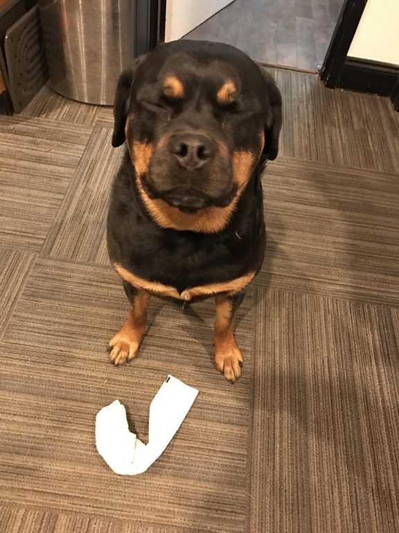 20 Misbehaving Animals That Have Absolutely No Idea What You’re Talking ...