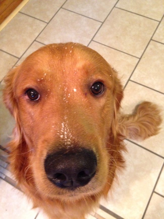 20 Misbehaving Animals That Have Absolutely No Idea What You’re Talking ...