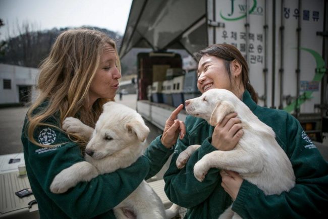 These Heart-Wrenching Photos Capture The Triumph Of A Dog Meat Farm ...