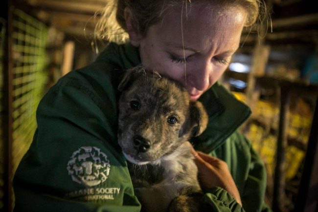 These Heart-Wrenching Photos Capture The Triumph Of A Dog Meat Farm ...