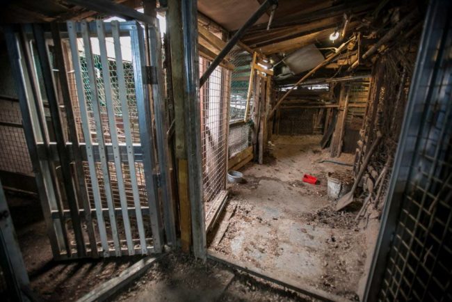 These Heart-Wrenching Photos Capture The Triumph Of A Dog Meat Farm ...