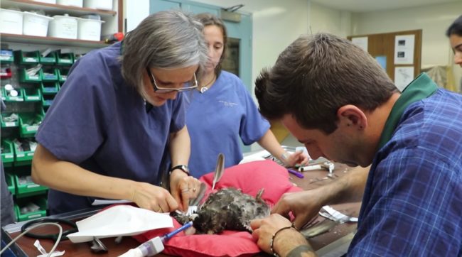 This Bird Was Badly Burned And Needed New Wings. Wait Until You See It ...