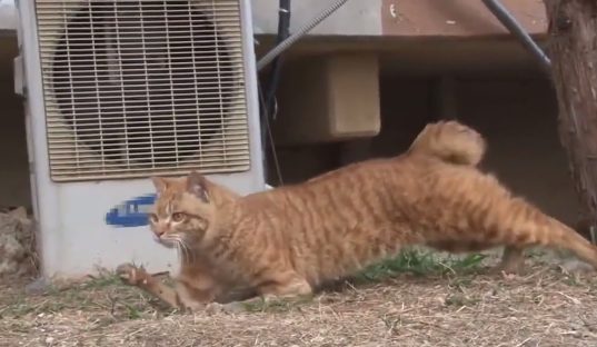 Everyone Had Given Up On This ‘Broken Cat.’ Then Someone Changed Her ...