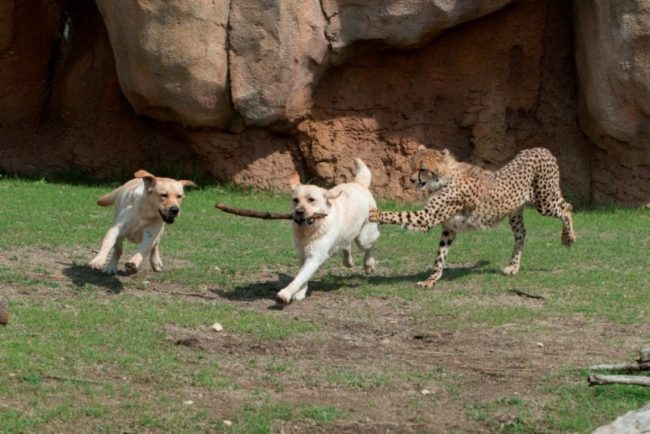 Cheetahs Are High-Stress Animals, So Zoos Do Something Precious To Keep ...
