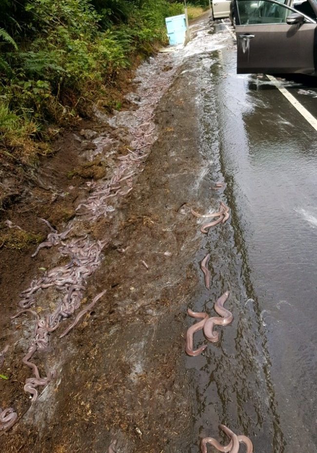 This Is What You Don’t Want To Happen When You Have A Truck Full Of ...