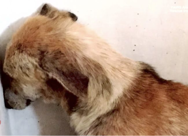 She Was So Traumatized, She Couldn’t Even Look At Humans. You Have To ...