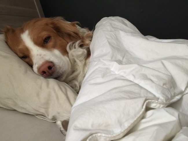 21 Precious And Hilarious Photos That Prove Waking Up To Animals Is The ...
