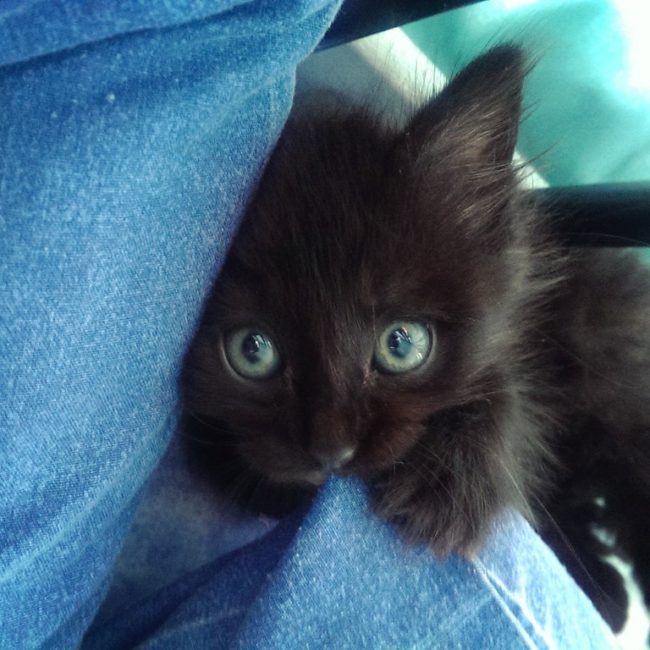 21 Precious And Hilarious Photos That Prove Waking Up To Animals Is The ...