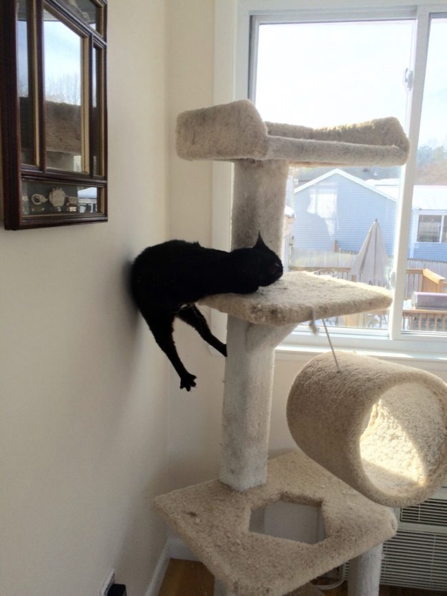 15 Crazy Cats Who Hit The Catnip A Little (Okay, Way) Too Hard – ViralNova