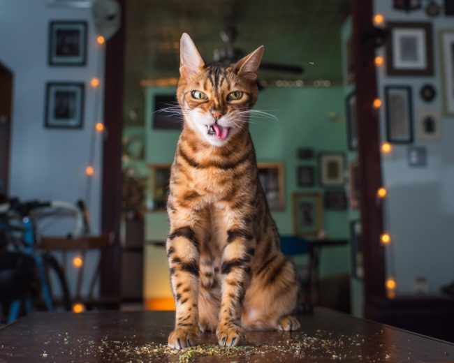 15 Crazy Cats Who Hit The Catnip A Little (Okay, Way) Too Hard – ViralNova