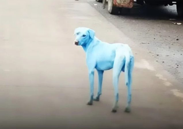 This Is The Heartbreaking Reason Why Stray Dogs In India Are Turning ...