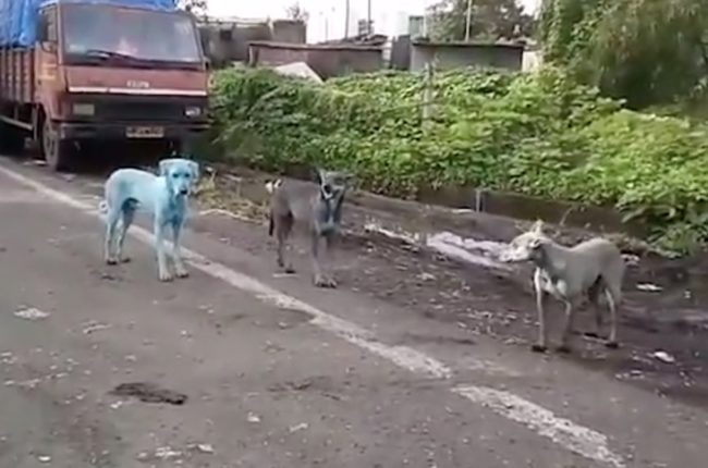 This Is The Heartbreaking Reason Why Stray Dogs In India Are Turning ...
