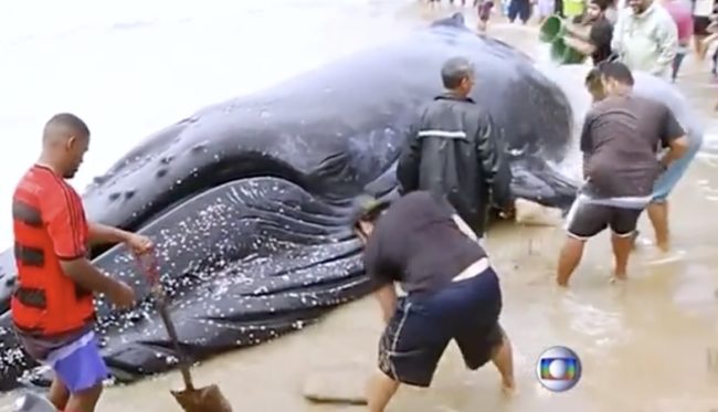 These People Formed A Human Chain Along The Shoreline To Do Something ...
