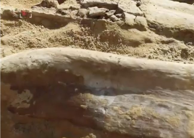 They Were On A Construction Site When They Made A 66 Million-Year-Old ...