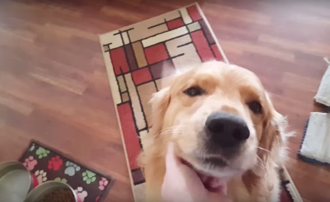 We Have A Sneaking Suspicion That This Dog Loves His Mom Most. You’ll ...