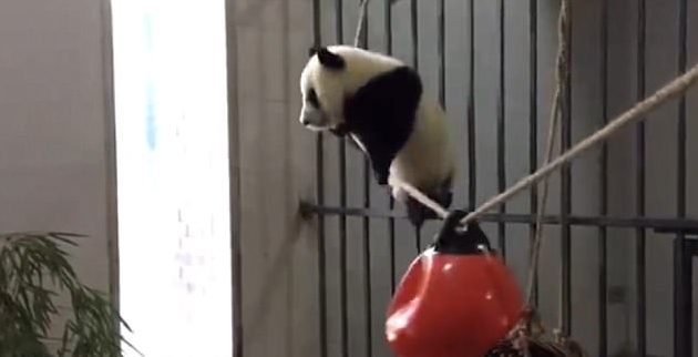 This Adorable Panda Trying To Walk A Tightrope Is All Of Us Stumbling ...