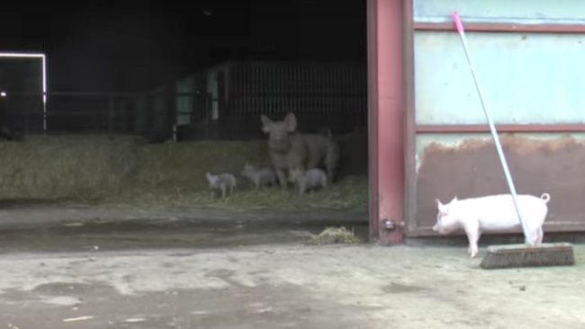 All These Pigs Ever Knew Was Confinement And Abuse, But Check Them Out ...