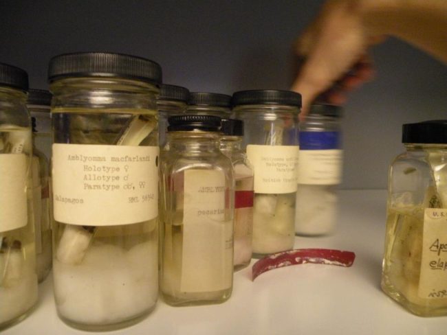 Yes, The U.S. National Tick Collection Is A Thing That Exists. You’re ...