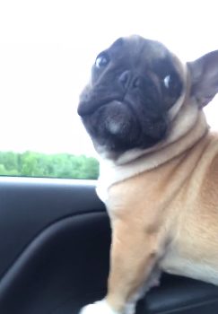 When Adele Comes On, This Precious Pup Does What We All Do. He Belts It ...