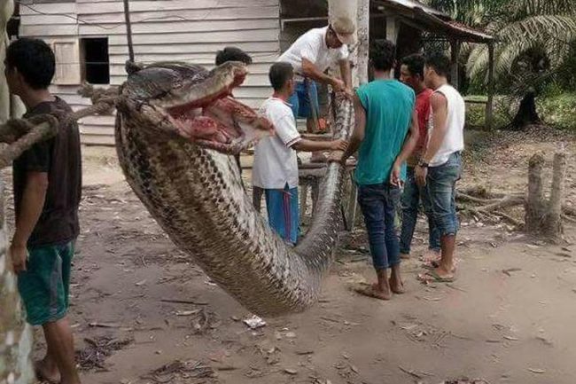This Python Was Terrorizing Villagers, So They Killed It. Its Size Is ...