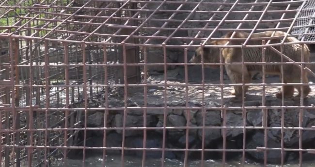 This Sight Is Meant To ‘Entertain’ Diners, But The Truth Is Clearly ...