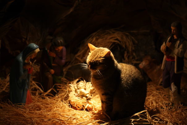 17 Times Cats Became One With Jesus By Crashing Nativity Scenes – ViralNova
