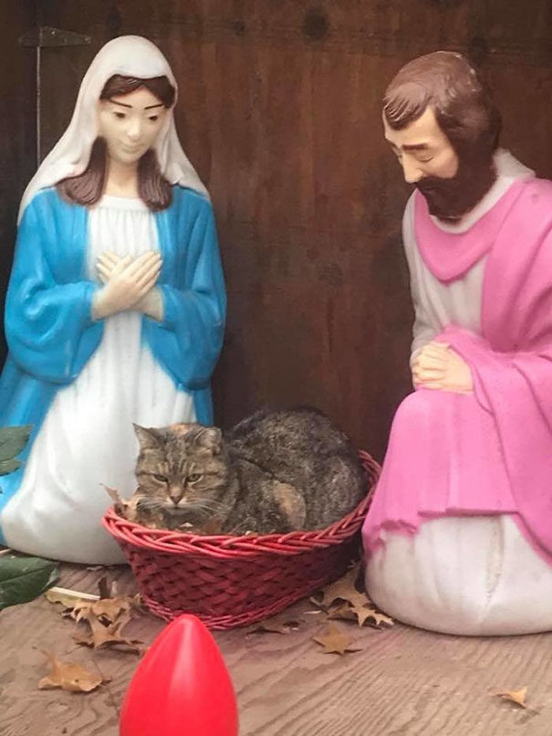 17 Times Cats Became One With Jesus By Crashing Nativity Scenes – ViralNova