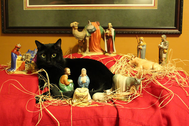 17 Times Cats Became One With Jesus By Crashing Nativity Scenes – ViralNova