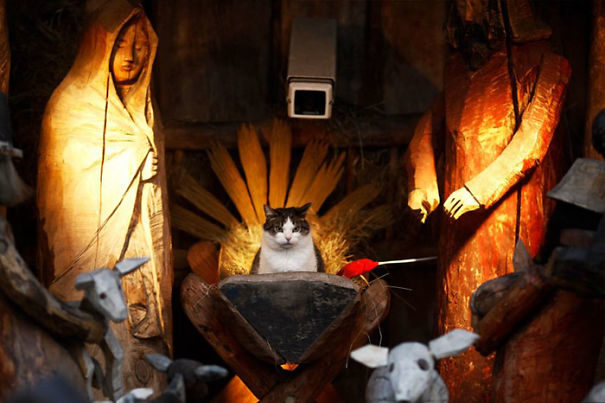 17 Times Cats Became One With Jesus By Crashing Nativity Scenes – ViralNova