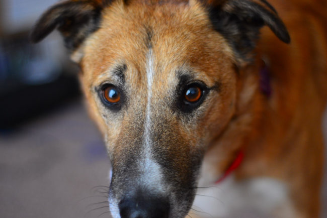 5 Ways To Show Your Dog Some Love By Speaking Their Language – ViralNova