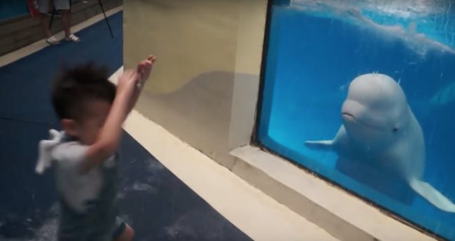 Precious Footage Shows A Beluga Whale Having Fun With An Unsuspecting ...