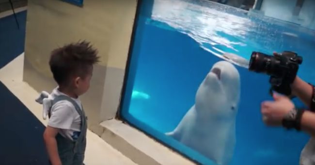 Precious Footage Shows A Beluga Whale Having Fun With An Unsuspecting ...