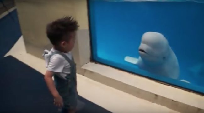 Precious Footage Shows A Beluga Whale Having Fun With An Unsuspecting ...