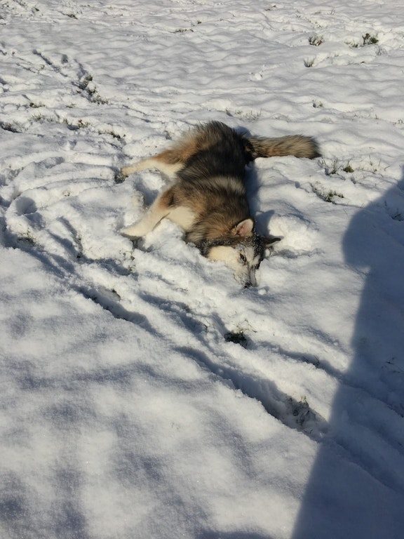 These 20 Animals Experiencing Their First Snow Days Are Too Good For ...