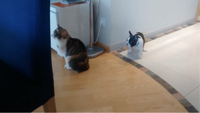 Not A Fan Of Kids? This Totally Unbothered Cat Is Basically You ...