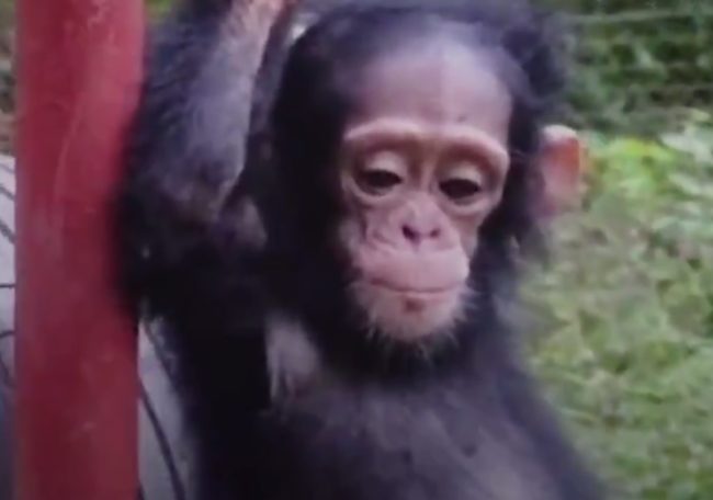 Tiny Chimp Who Couldn’t Stand Being Held Finally Gets The Love He ...